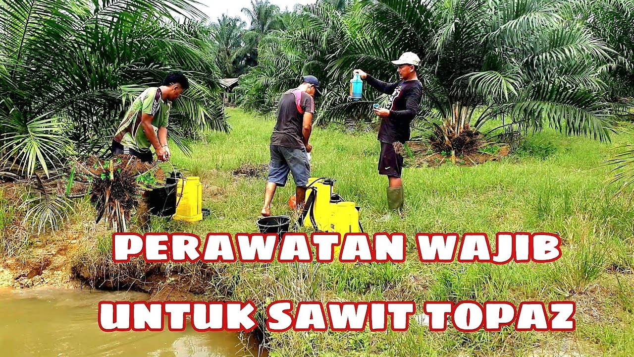 BEGINI CARA MERAWAT KELAPA SAWIT DARI KECIL SAMPAI PANEN NANTI - YouTube