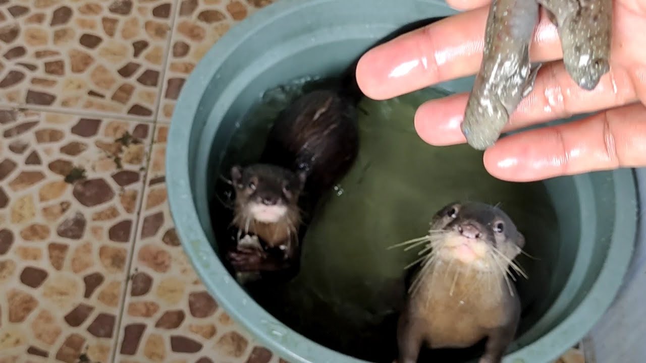 Lucu sekali, ngasik ikan saat Otter mandi - YouTube