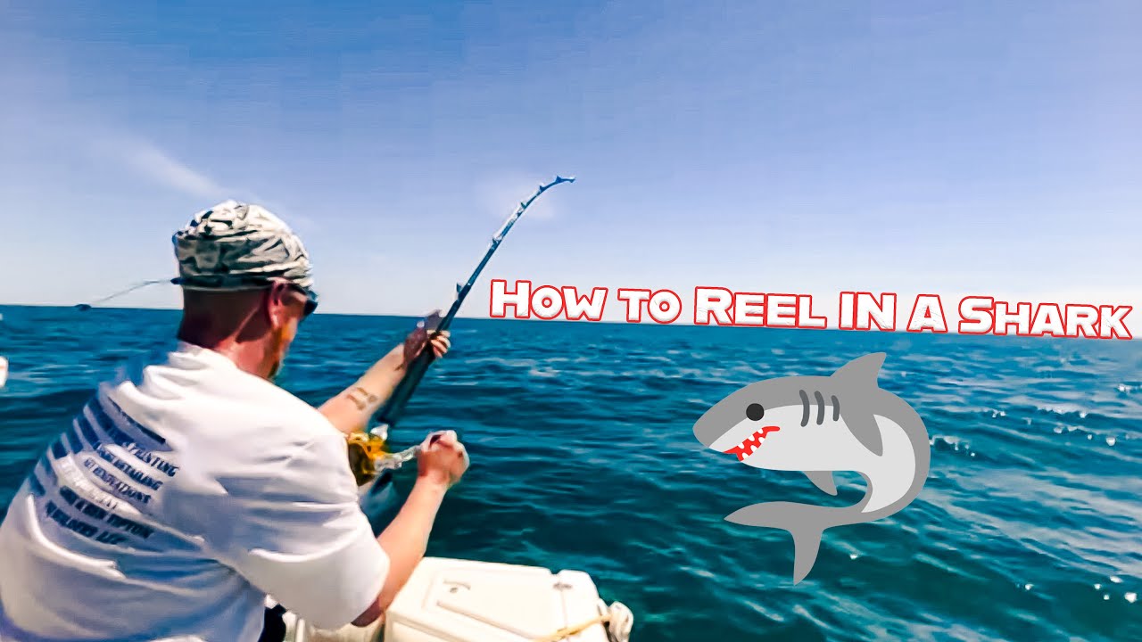 How to Properly Reel in a Shark Deep Sea Fishing - YouTube