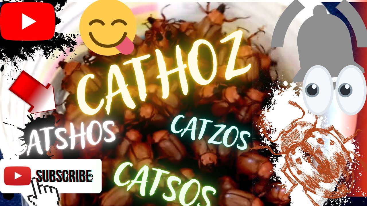 CARNAVAL SALEN LOS ESCARABAJOS (CATHOZ, CATZOS, CATSOS); ECUADOR ...