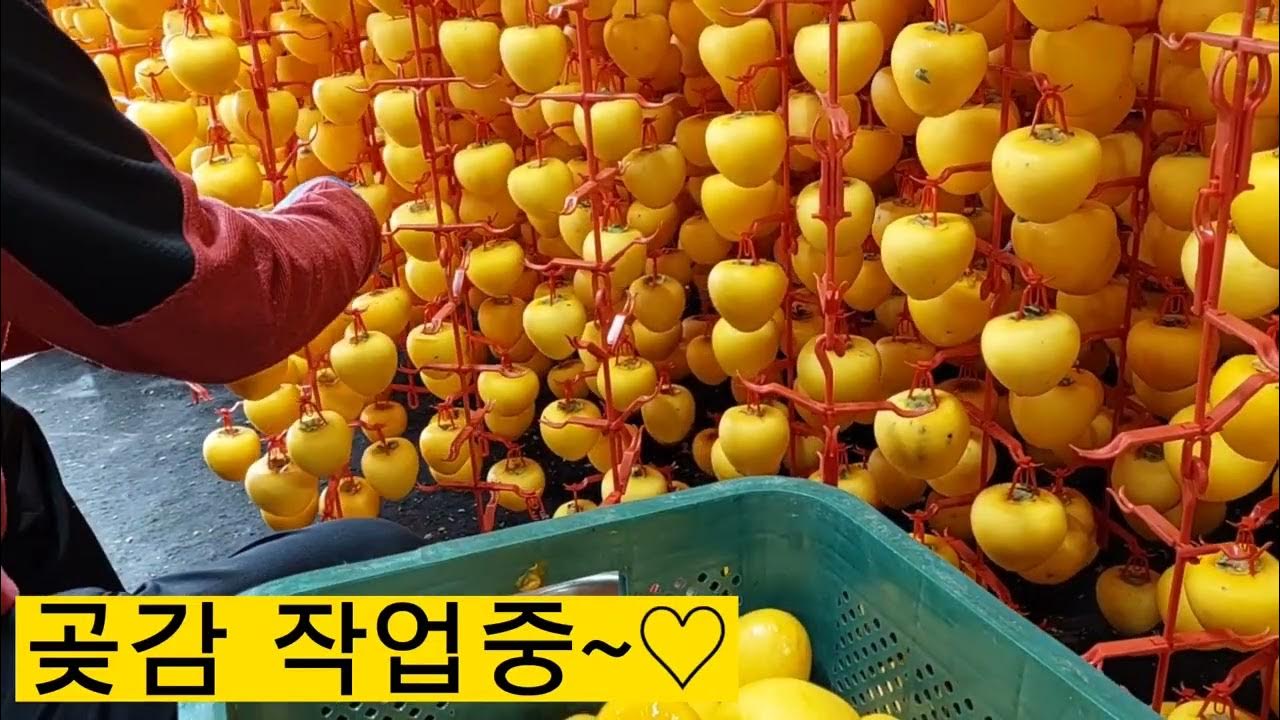 곶감~♡ 함양곶감고종시곶감축제아름다운함양임명희tv Youtube