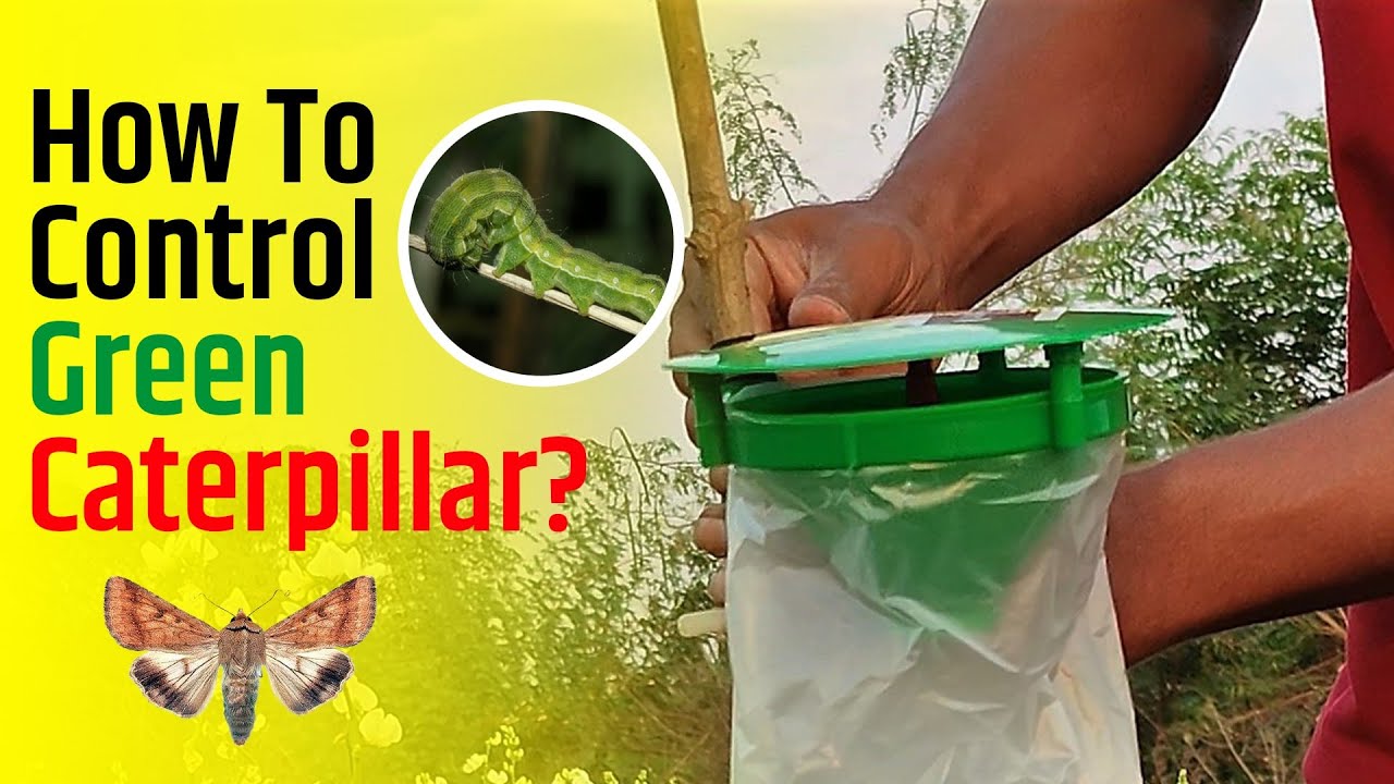 Life cycle of helicoverpa armigera & pheromone trap for it how to use ...