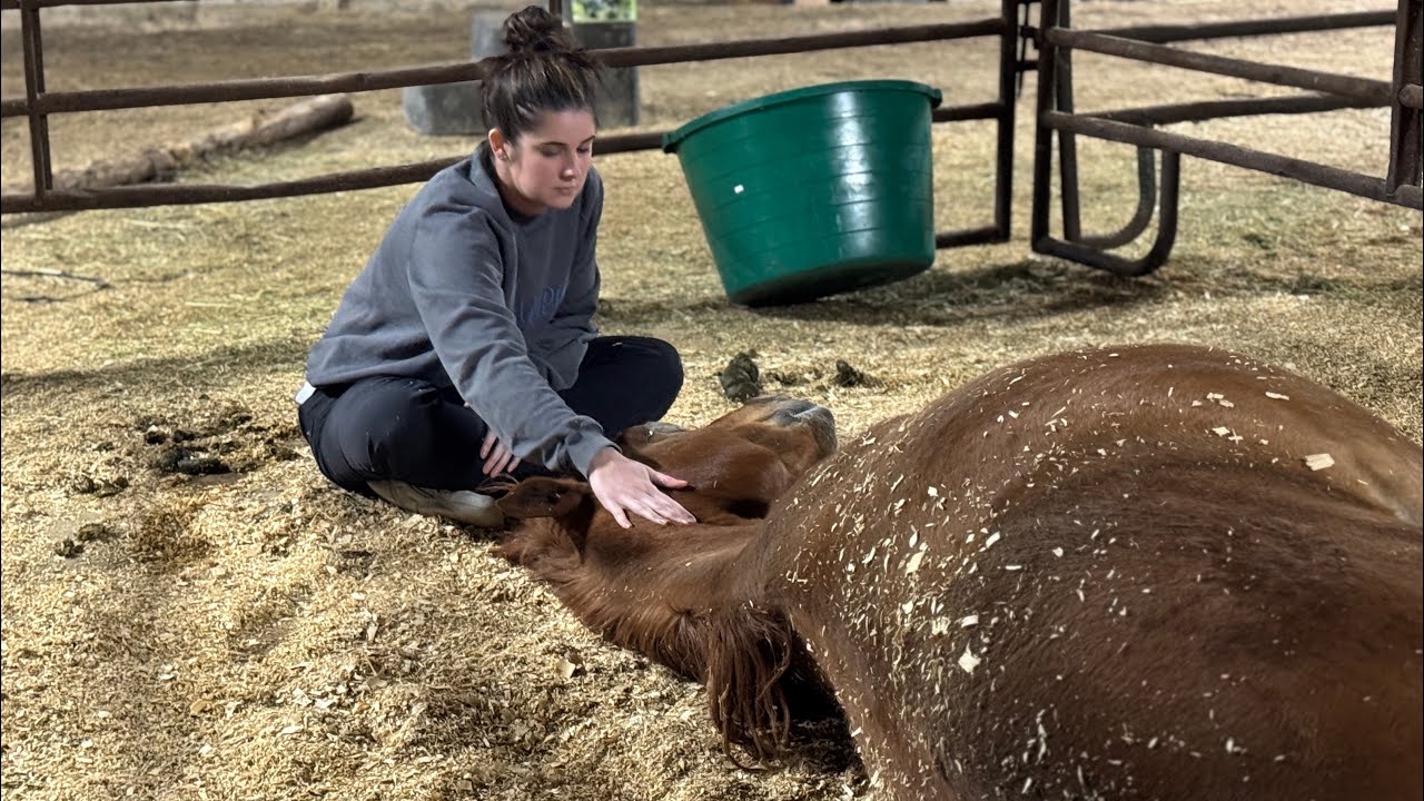 Something Was Wrong...Lucky’s Emergency Foaling Update - YouTube