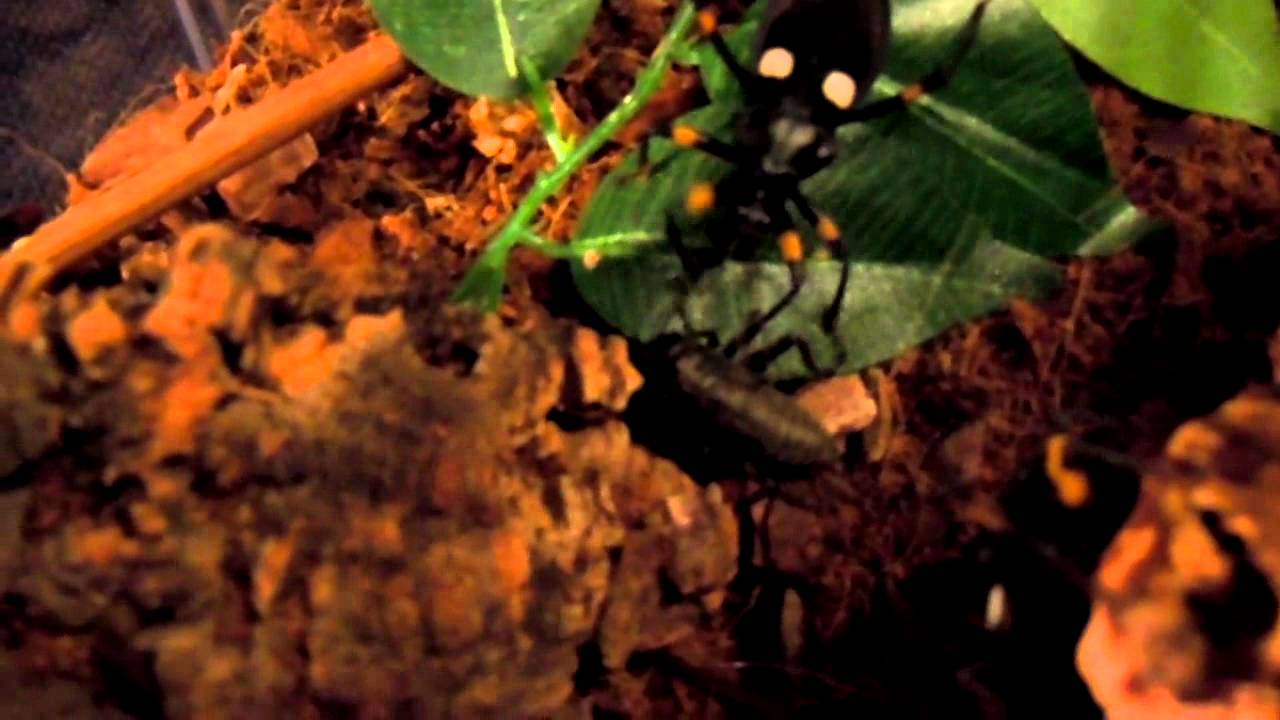 White Spotted Assassin Bugs (Platymeris biguttata) - YouTube