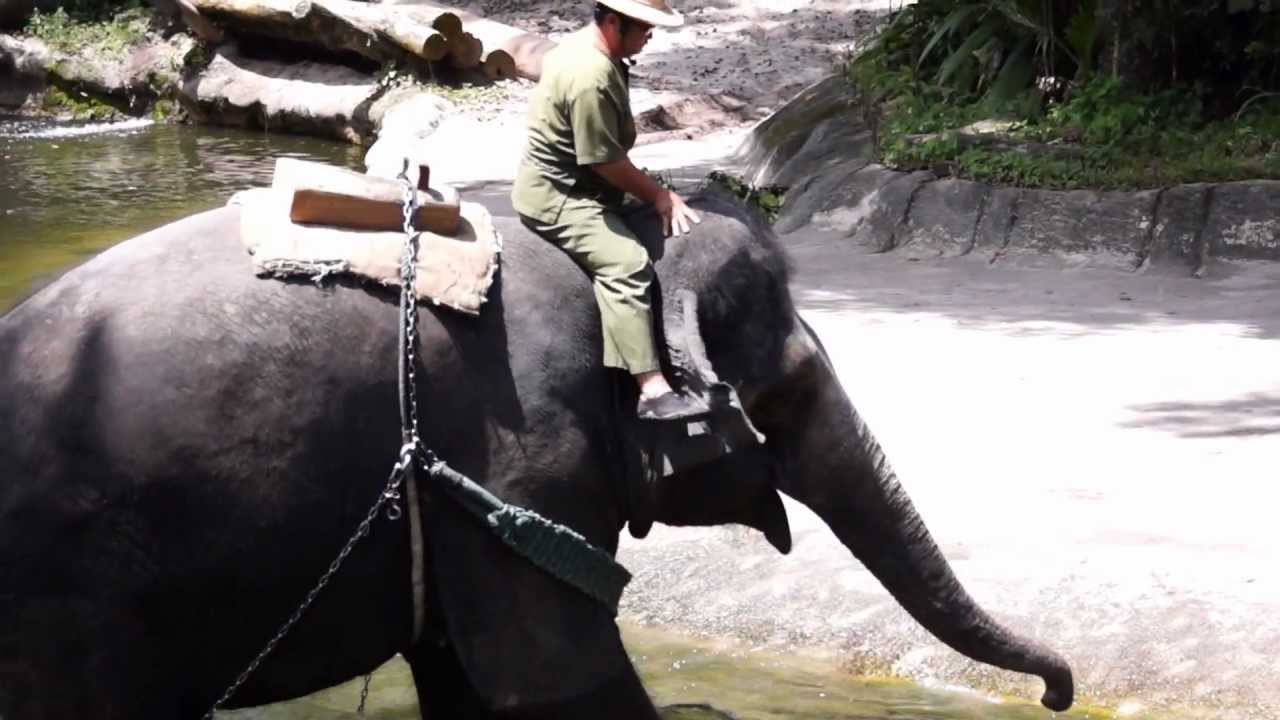 Elephants Legs, Locomotion and Posture - YouTube
