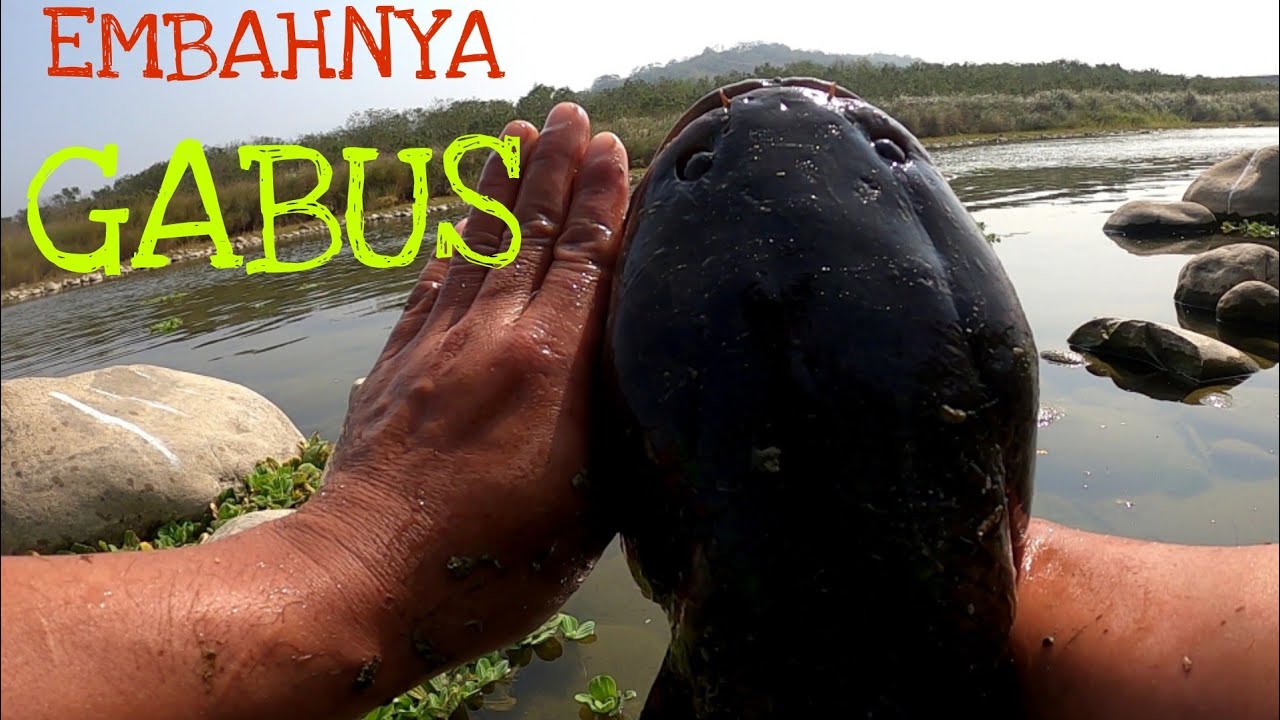 REKOR BARU DAPAT IKAN GABUS TERBESAR DI TAIWAN || SOFT FROG ANTABUR 55 ...