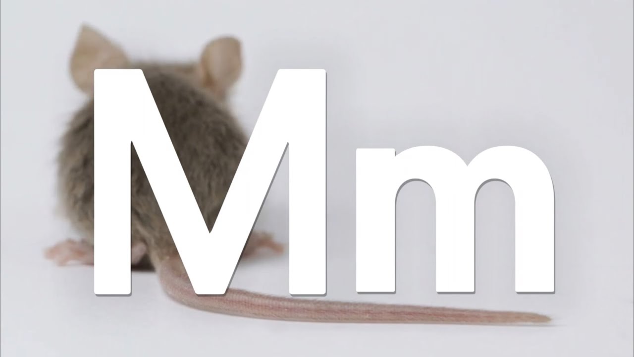 EASY PHONICS LETTER Mm | English Learning For Children |Phonics|The ...