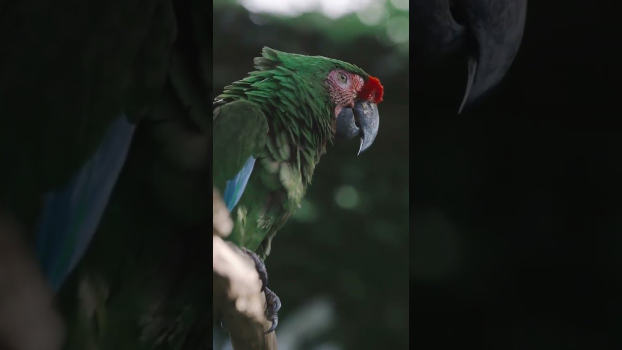 Feel the relaxation - Happy Macaw | Macaw Parrot mating call | Great ...
