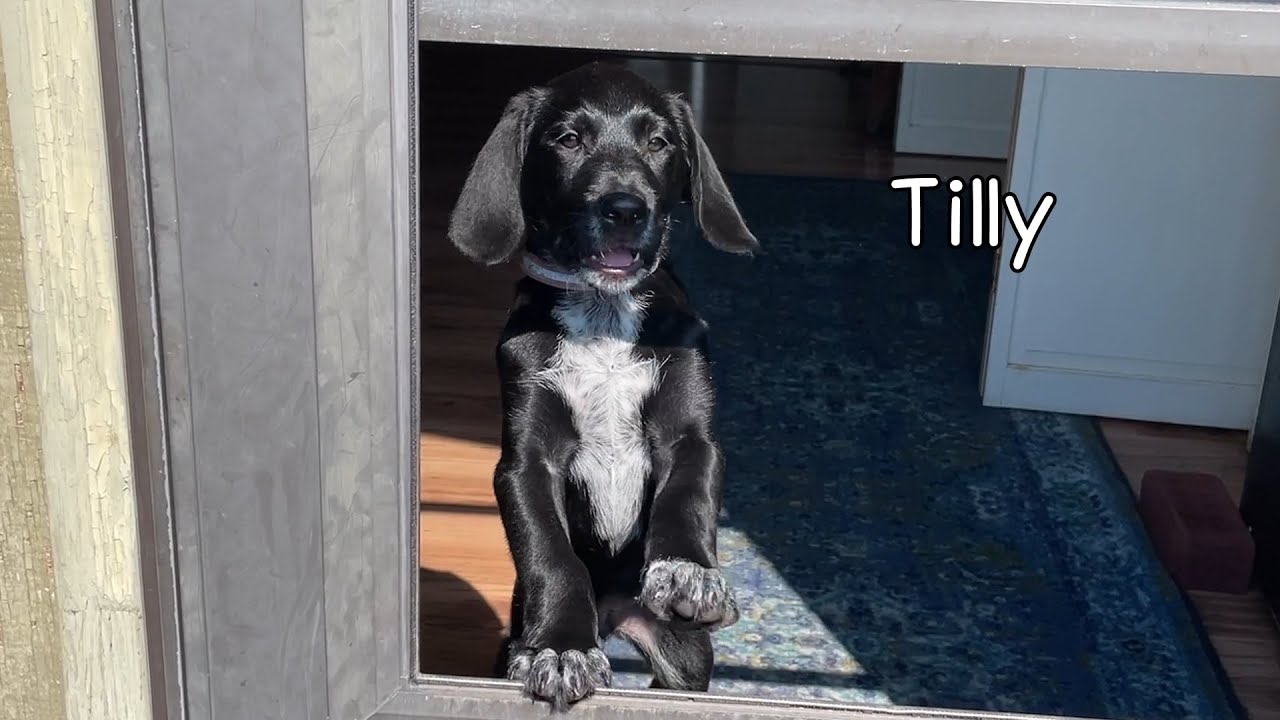 Mailman's Best Friend (Episode 5) - YouTube