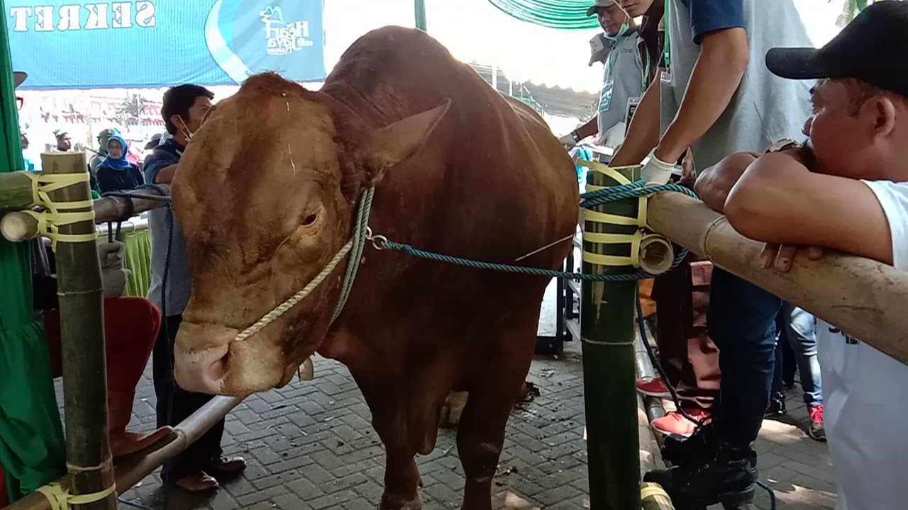 Sapi Bima Sakti 1,330 KG Juara Kediri Turun Berat 60 KG Di Kontes Sapi ...