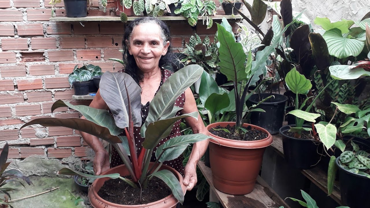 mainha fez o replante do meu filodendro rubro - YouTube