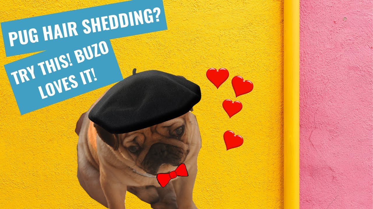 Pug Shedding Hair ?Try my tip and you can stop shedding. Buzo the ...