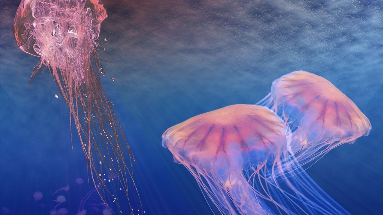 Jellyfish that fascinate EVERYONE, and how to fall ALSLEEP in an HOUR!😮 ...
