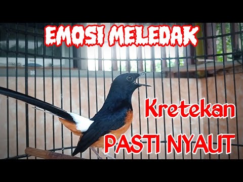 PANCINGAN MURAI BATU GACOR FULL ISIAN, SEKALI DENGAR AMPUH BIKIN MURAI DIAM JADI EMOSI NYAUT NGEOTOT