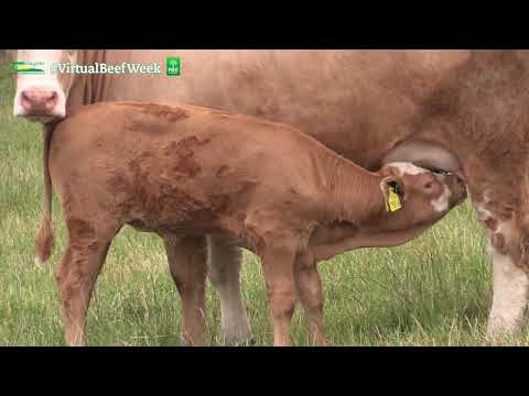 Benefits of Heat Synchronisation and timed AI for suckler cow herds - Artie Birt