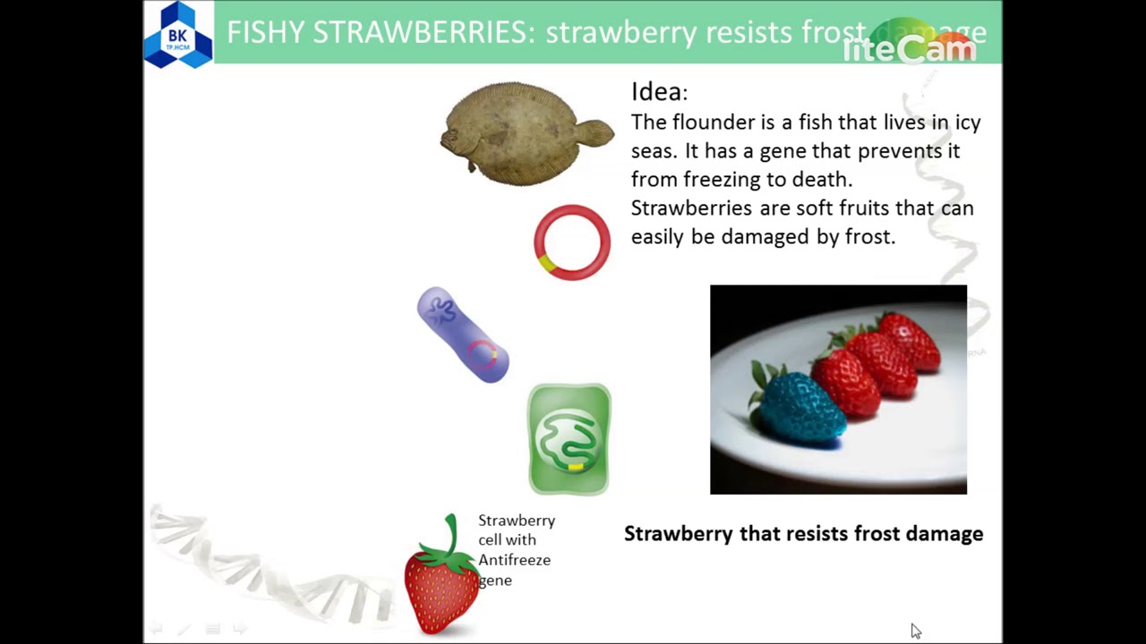 Fish gene in strawberry gmo fruit - YouTube