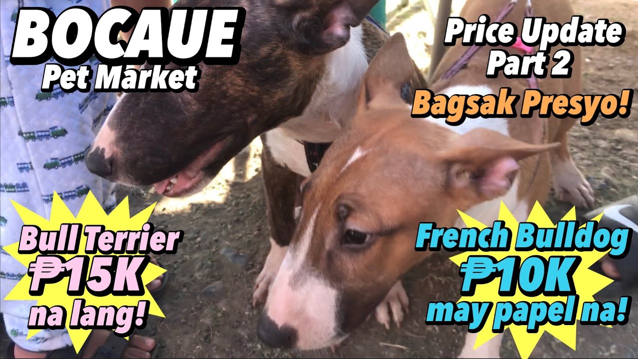 Bocaue Pet Market Part 2 | February 03, 2023 | Bocaue, Bulacan - YouTube