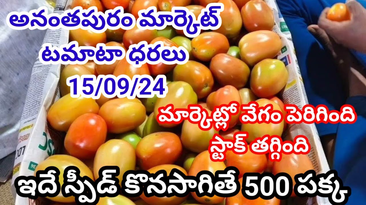 15 September 2024||Today Tomato Rate In Ananthapuram Market ...