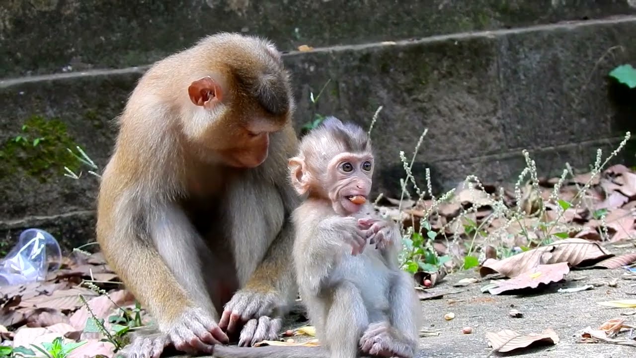Sweetest Rainbow and Libby monkey ever kisses cute and surprised - YouTube