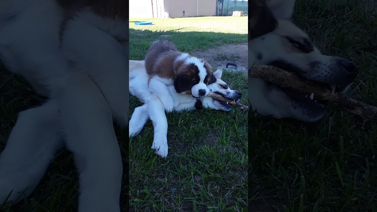 The stick challenge - YouTube