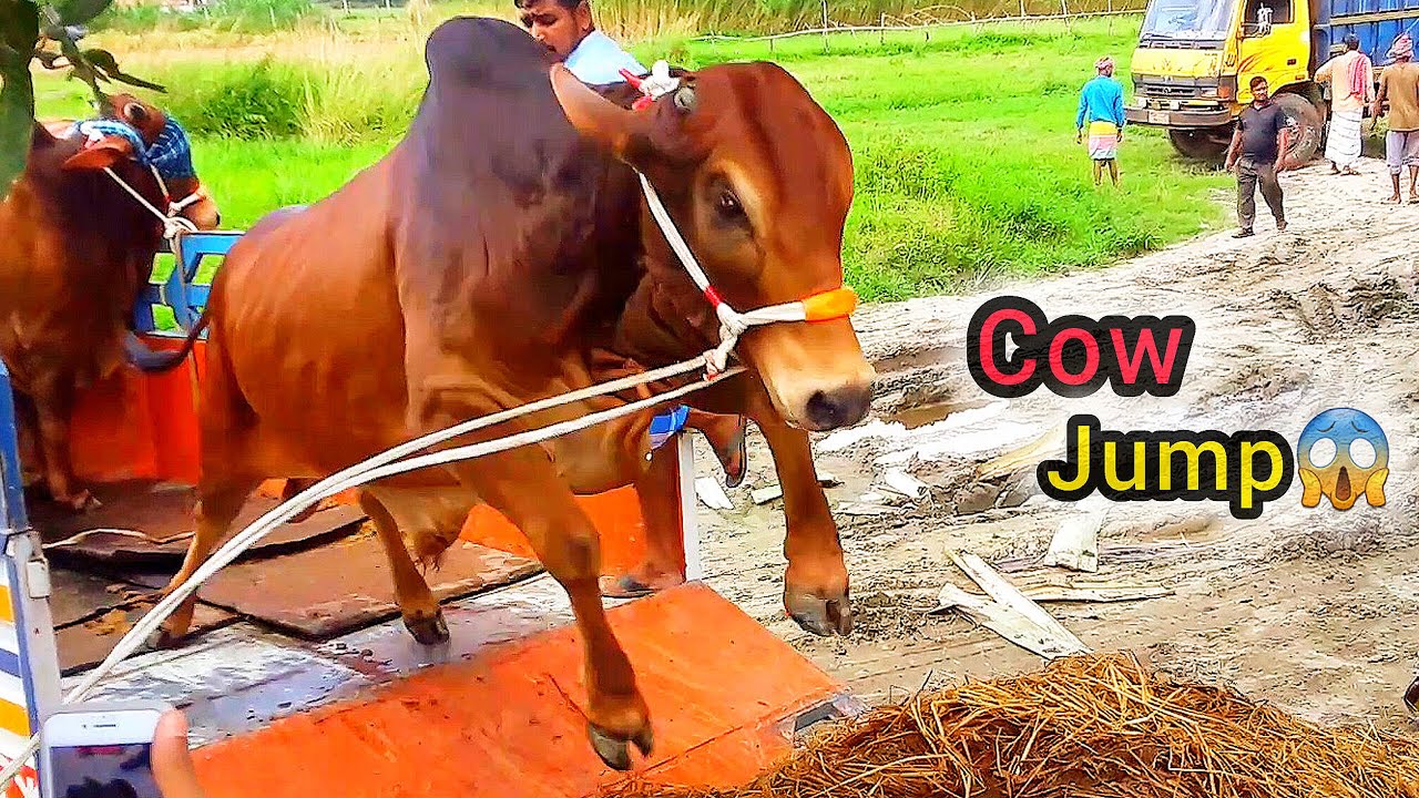 cow unloading↑big cow↑cow jump😱↑animal videos↑goru videos269 - YouTube