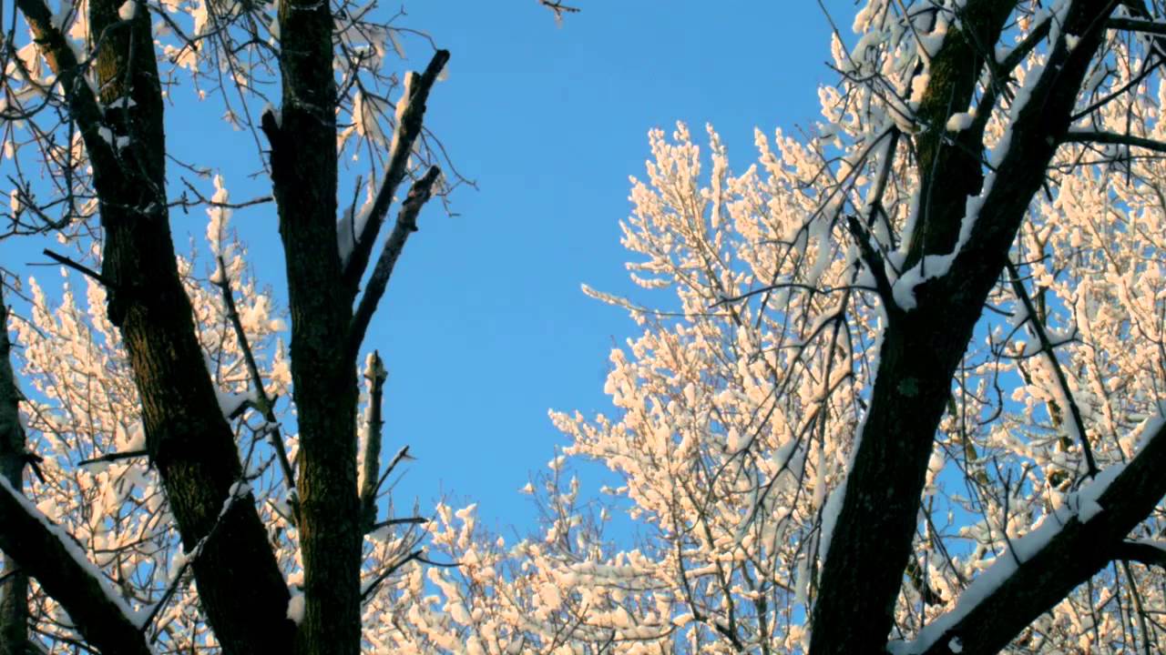 Lumix GX7 Nature Test Video