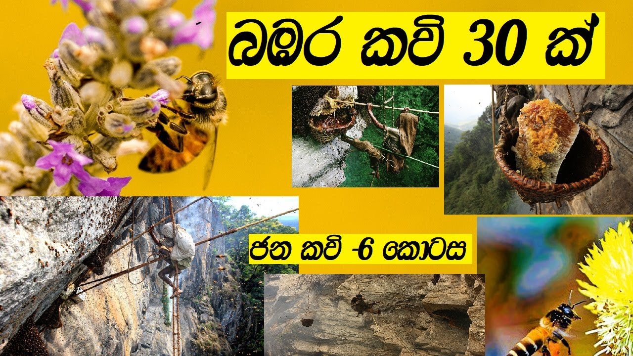 බඹර කවි |බඹර කවි 30ක් |ජන කවි |babara kavi|බඹර කවි (Bambara Kavi ...