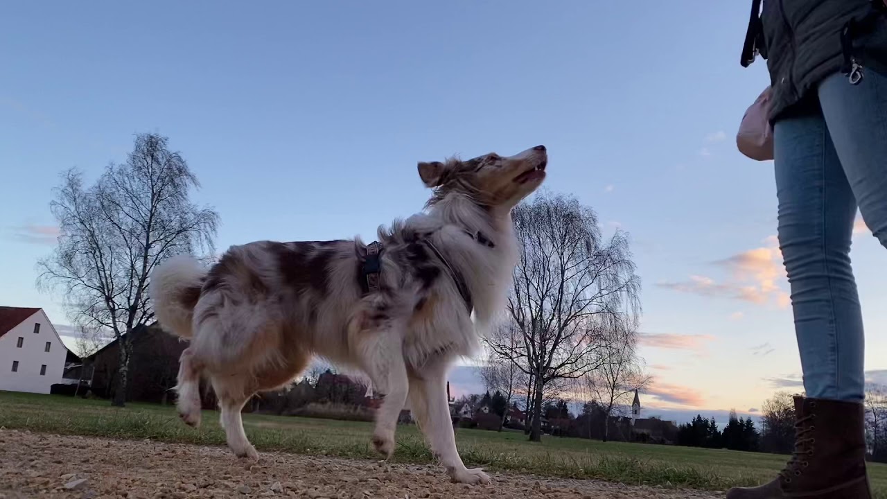 Australian Shepherd Tricks - YouTube