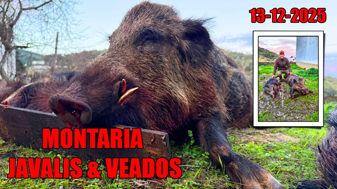 MONTARIA AOS JAVALIS & VEADOS---MONCHIQUE---13-12-25 - YouTube