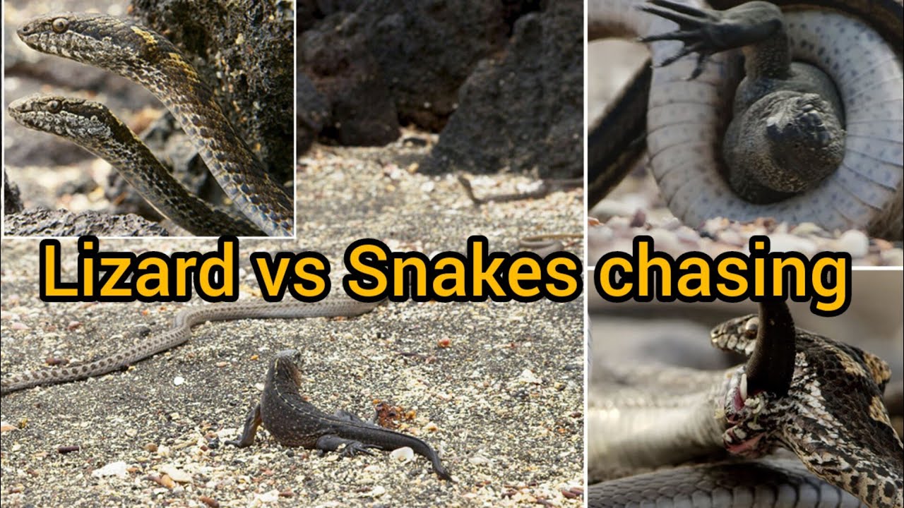 🦎 Lizard vs Snakes chasing # Lizard vs Snakes war 👍 - YouTube
