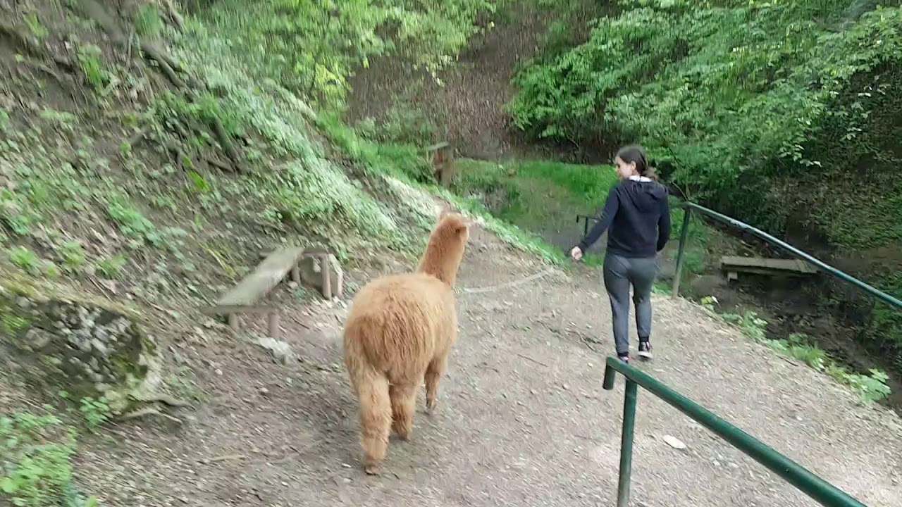 Alpaca walking - YouTube
