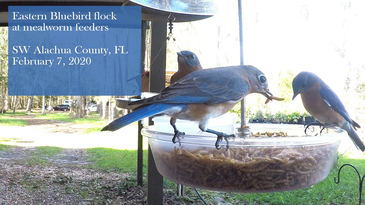 Eastern Bluebird flock at mealworm feeders 020720 - YouTube