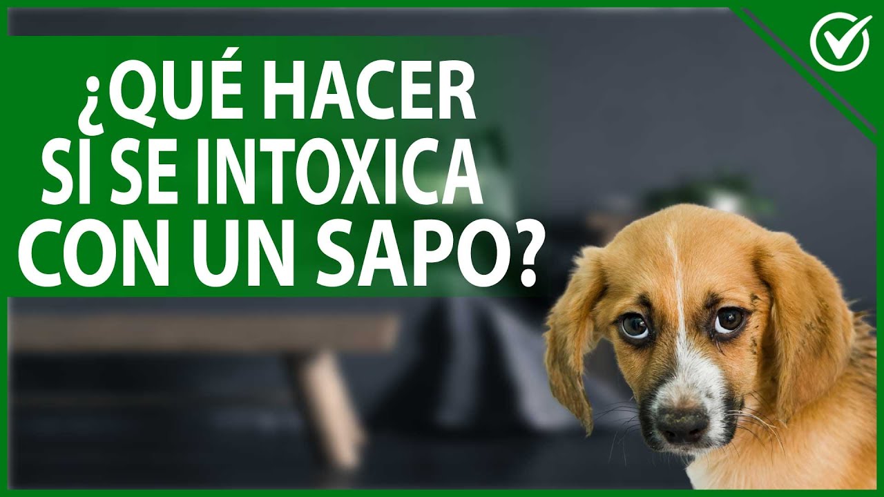 🐕 ¿Qué Hacer Si mi Perro Se Intoxica Con Un Sapo? - Cuidados y ...