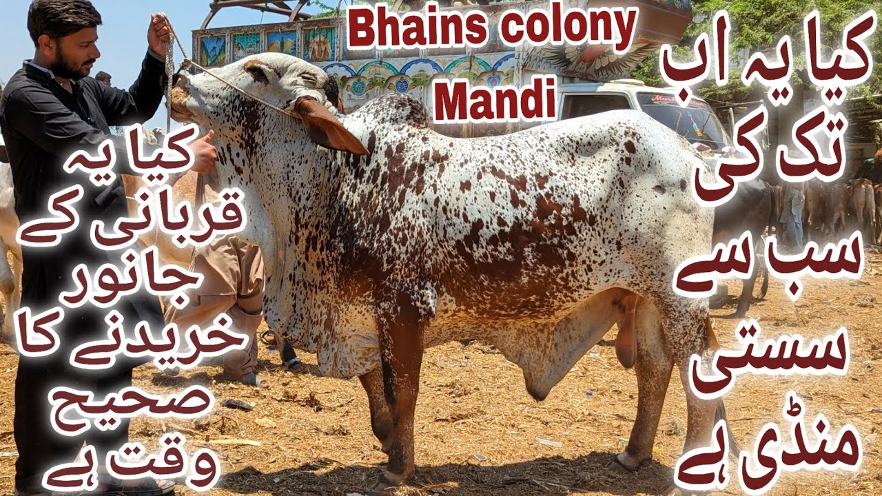 Bhains Colony Mandi Karachi Cattle Rates Update 15-May-2024 | Cow Mandi ...