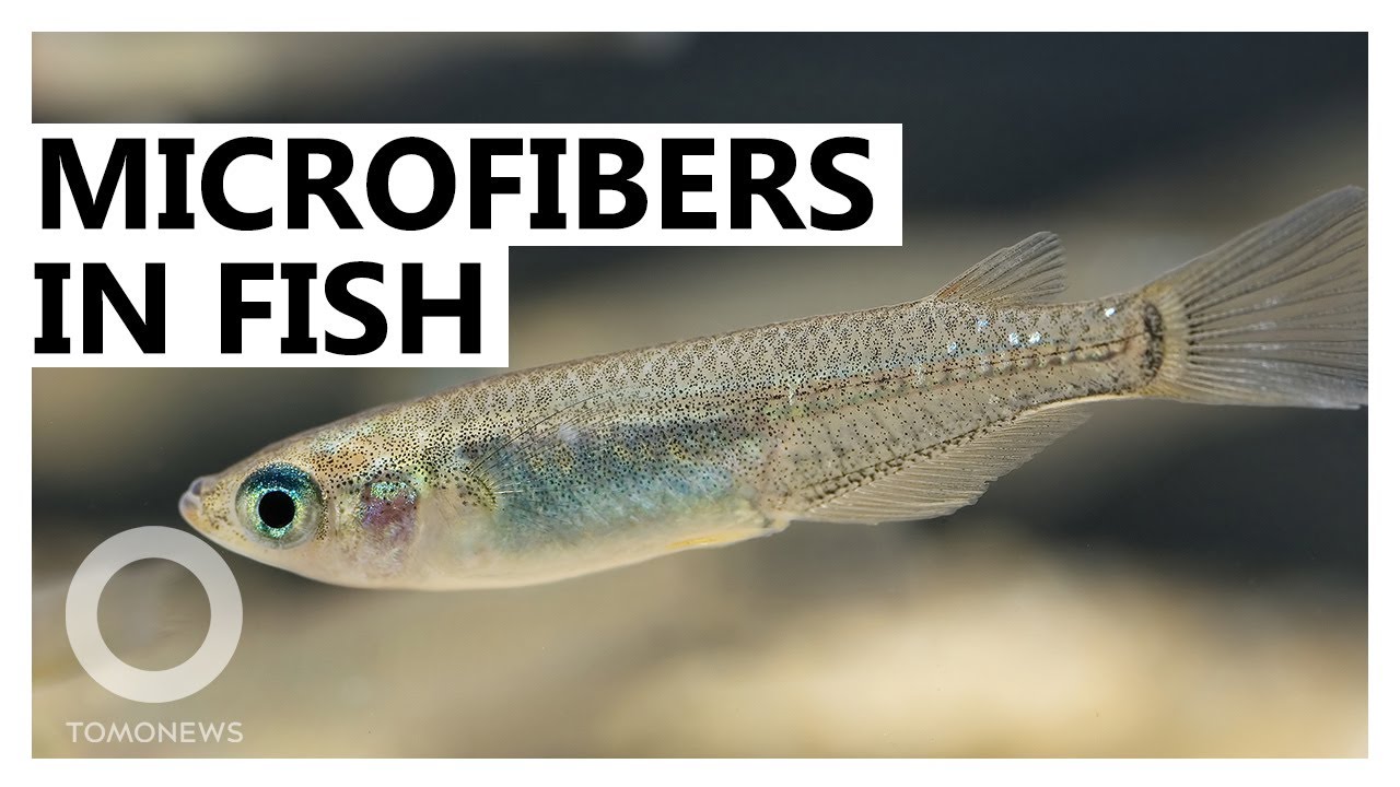 Microfibers change a fish’s gills, make it lay more eggs - TomoNews ...