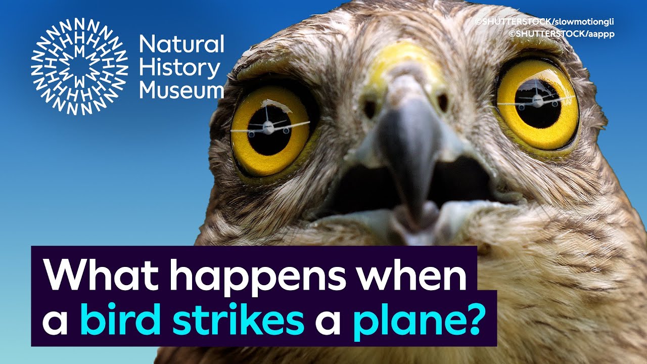What happens when a bird strikes a plane? | Surprising Science - YouTube