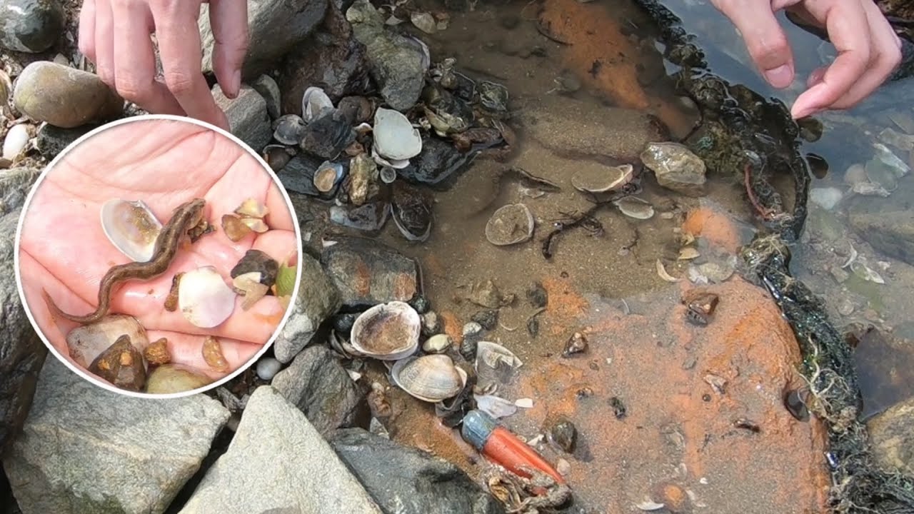 바다 체험) 돌밑에 숨어있는 뱀장어 ?(Eel catch of sea) - YouTube