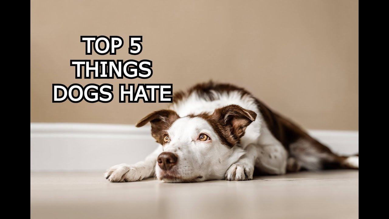 Top 5 Things Dogs Hate YouTube top-5-things-dogs-hate-youtube