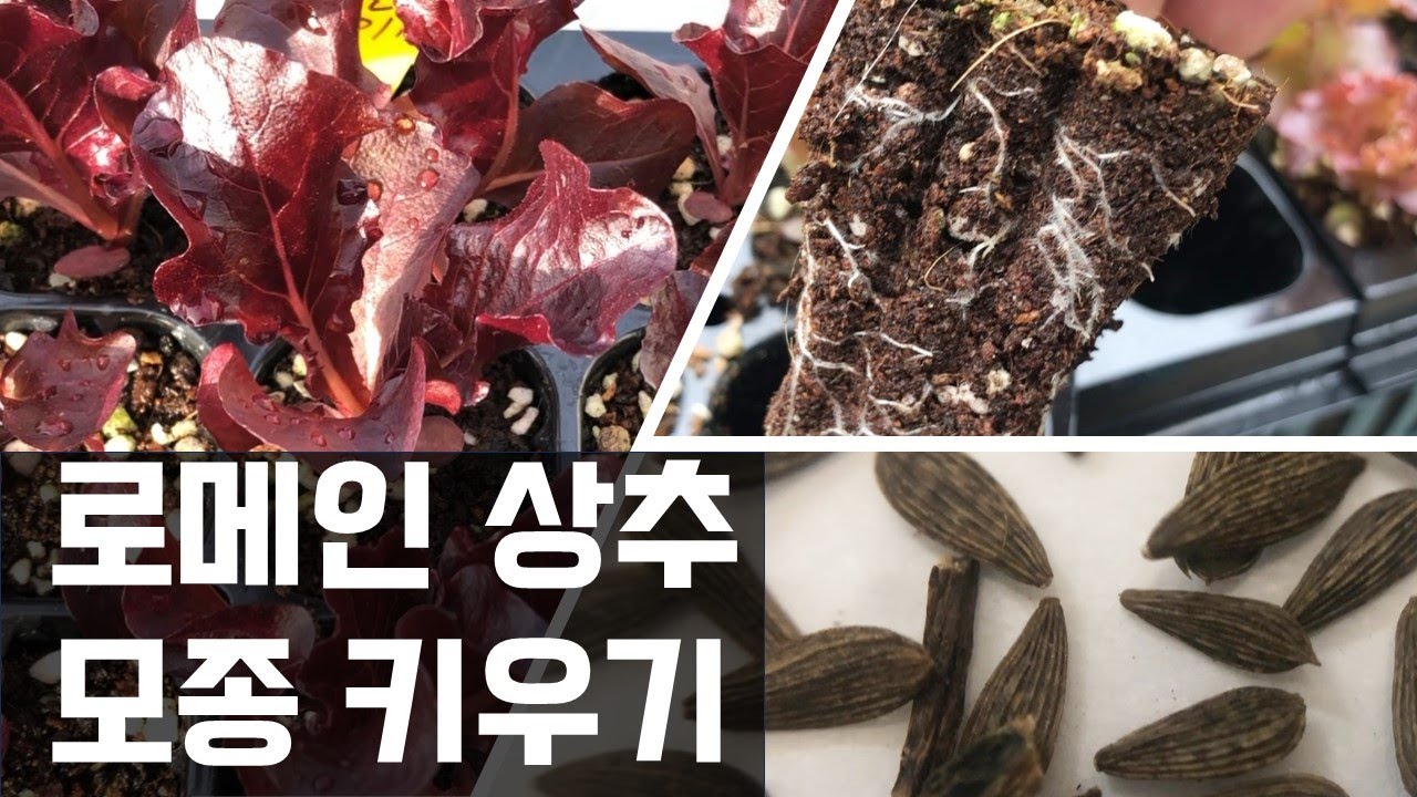 로메인 상추 모종 키우기 씨앗에서 모종까지 한달간의 육묘 과정 Youtube