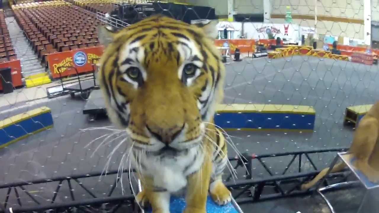 A Look Through The Eyes of Alexander Lacey - Big Cat Training - YouTube