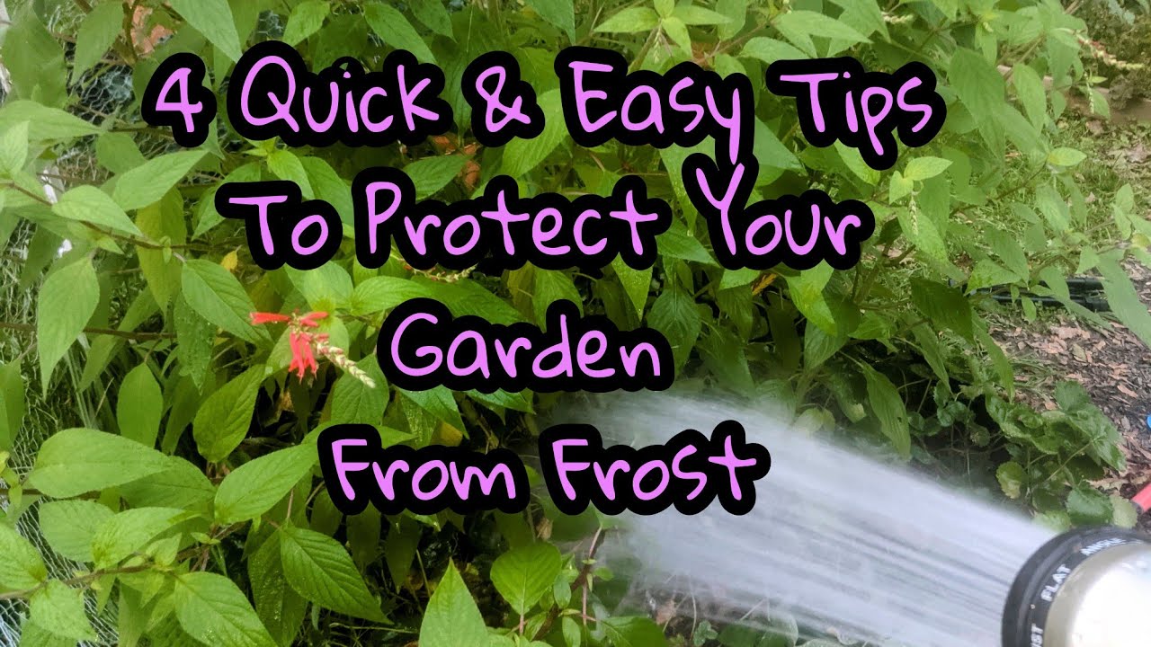 Protect Your Garden From Frost! Zone 5b Garden Frost Protection! - YouTube
