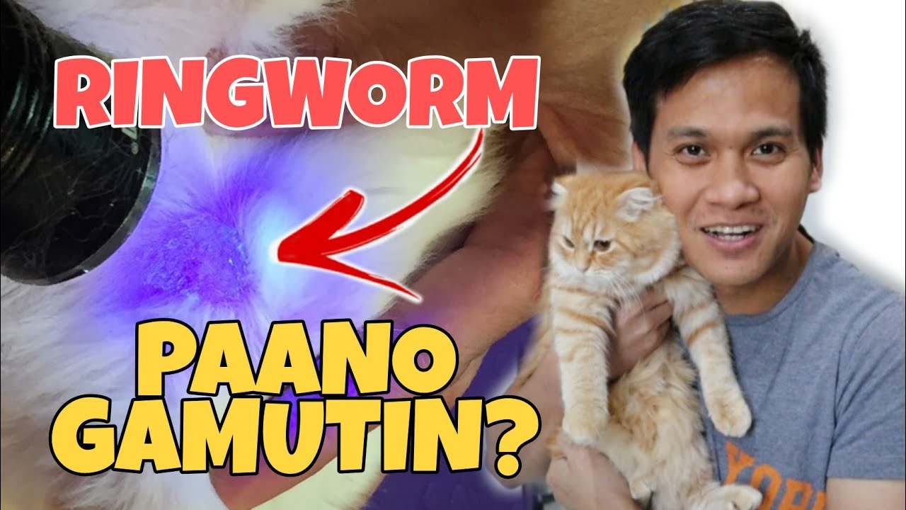 PAANO GAMUTIN ANG PUSA AT ASO NA MAY RINGWORM | HOW TO TREAT CATS AND ...