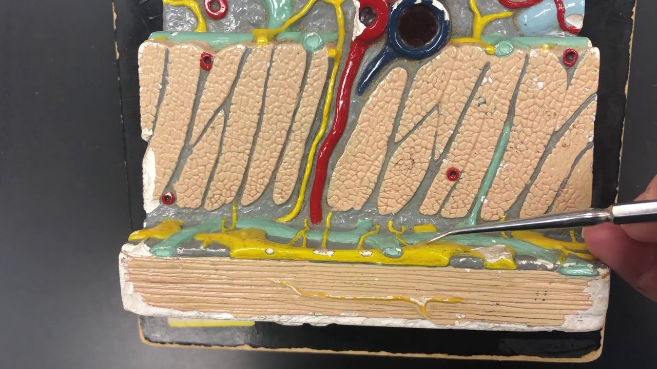 Intestinal Wall Model - YouTube