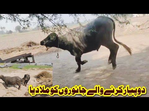 Big Buffalo breeding in the world!Hum ne 2 peyar Karne walo ko mela dea ...