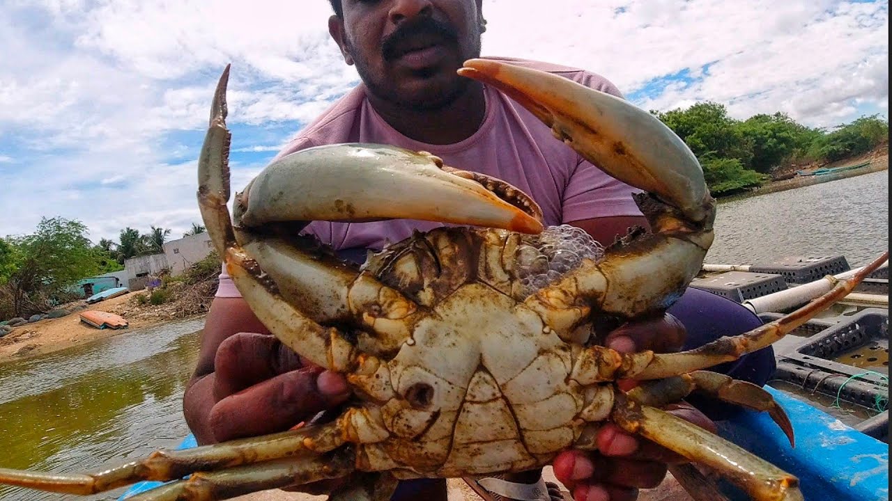 Mud crab farming in boxes /Mud Crab farming of floating in the river ...
