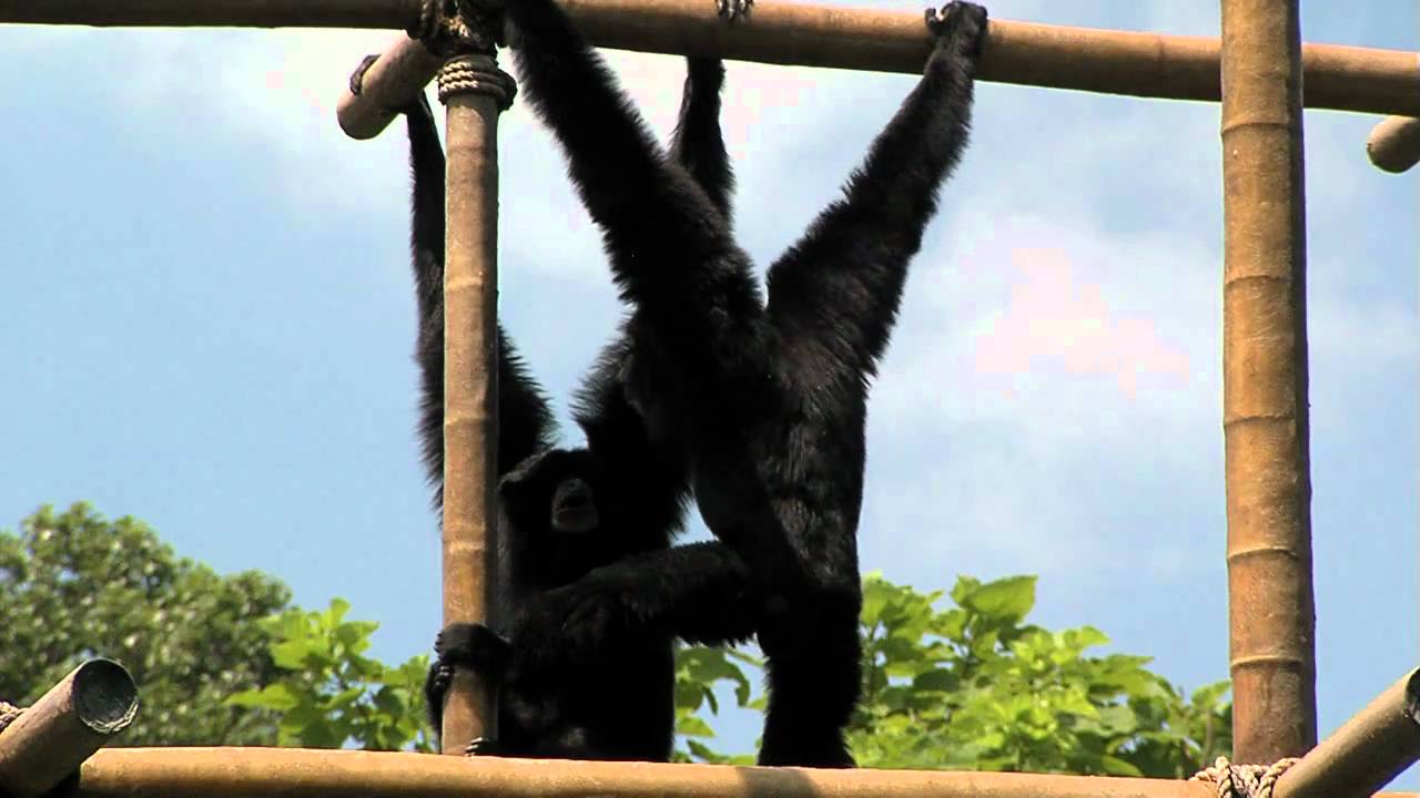 Loudest Zoo Animal-Cincinnati Zoo - YouTube