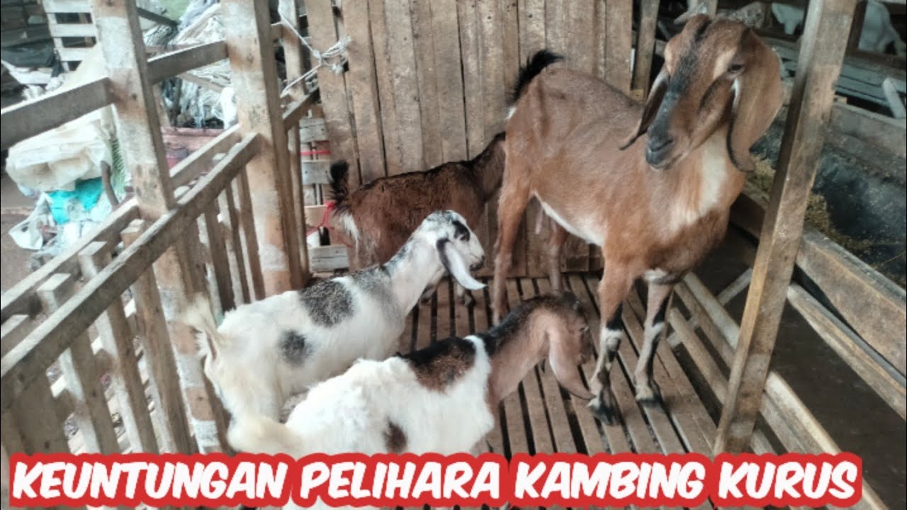 @bclfarm7417 KUNCI SUKSES TERNAK KAMBING ‼️successful goat farming ...