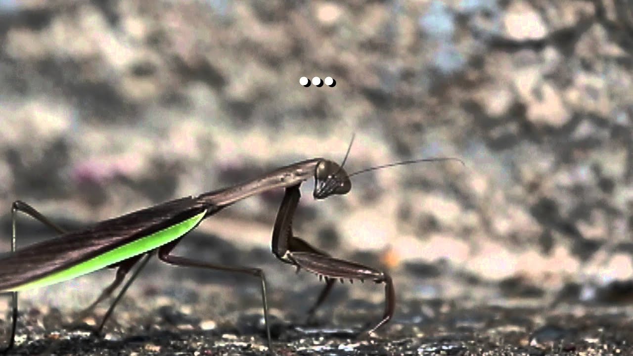 Bad Mantis - YouTube
