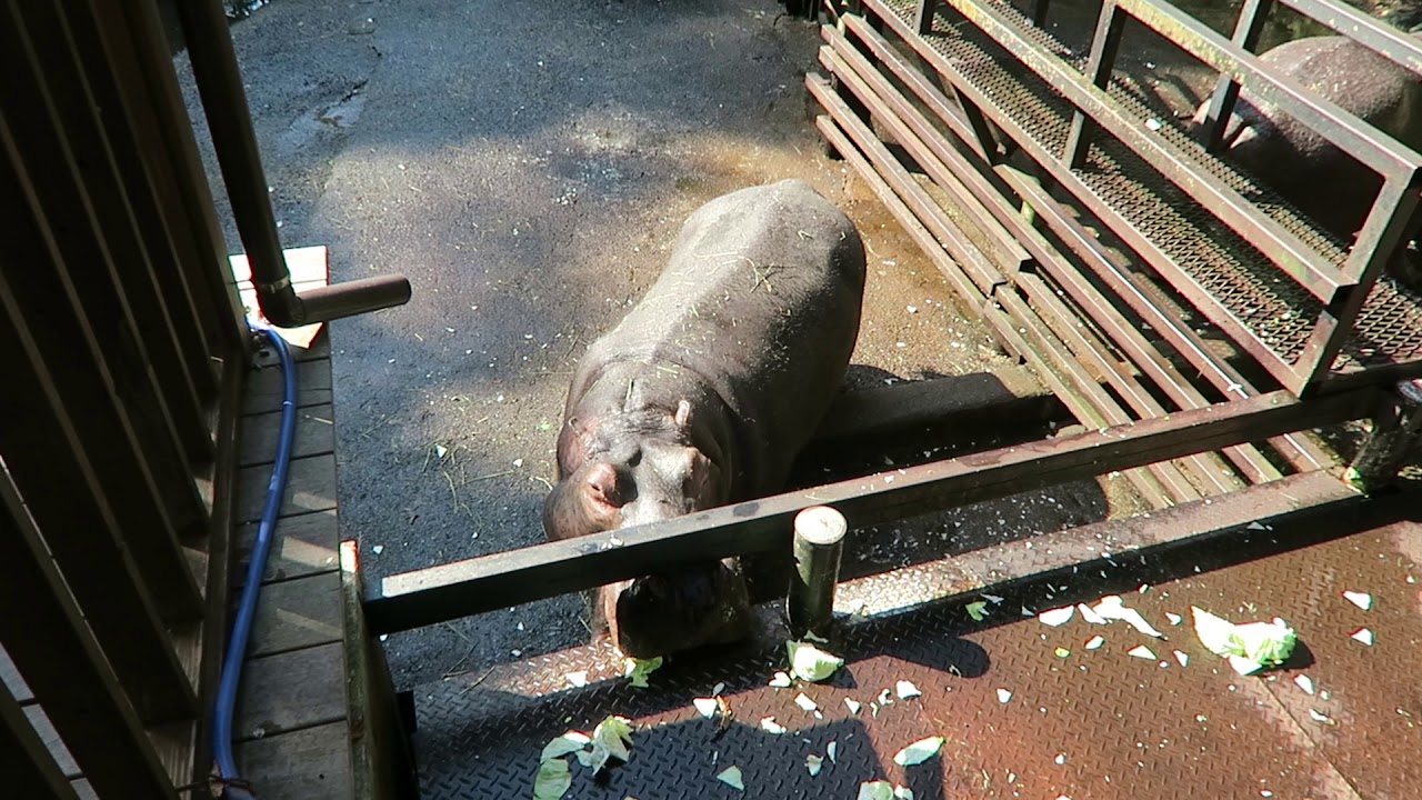 #15 Nov 2018 Hippo at Nagasaki Biopark, Japan - YouTube