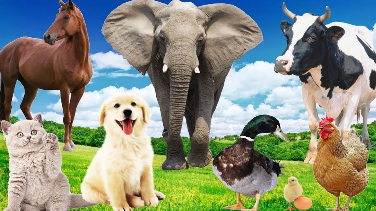 Animal sounds all over the world 🌎 Wild Animal Sounds: Horse, Cow, Duck ...